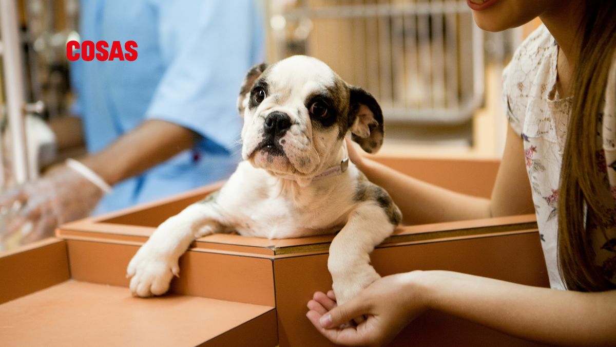 Del Perro Consentido lanza campaña para fomentar la adopción de ...